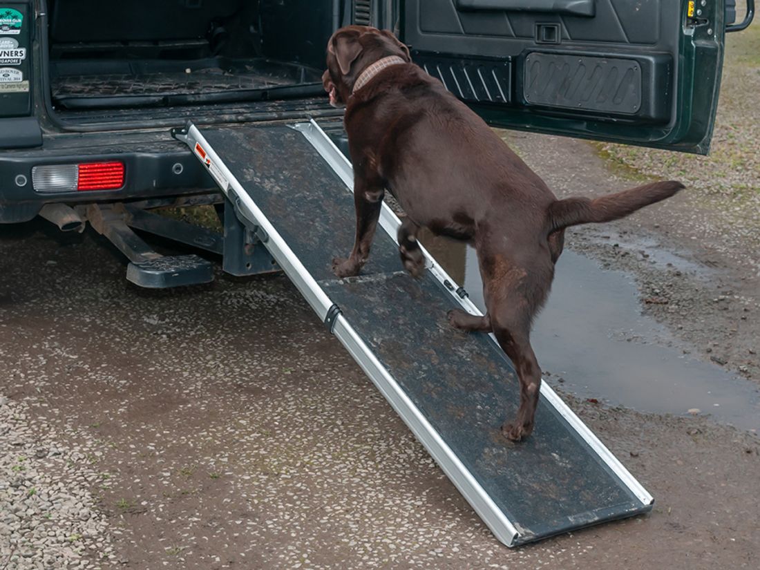 10 Must-Have Car Accessories for Dogs - The Motorworks Rotherham