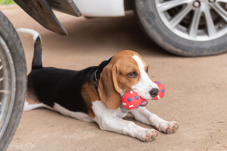 10 Must-Have Car Accessories for Dogs - The Motorworks Rotherham